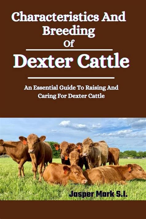 Characteristics And Breeding Of Dexter Cattle An Essential Guide To
