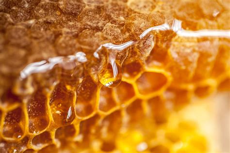ミツバチの分蜂とは？見つけても近づかず様子をうかがおう ハチお助け本舗