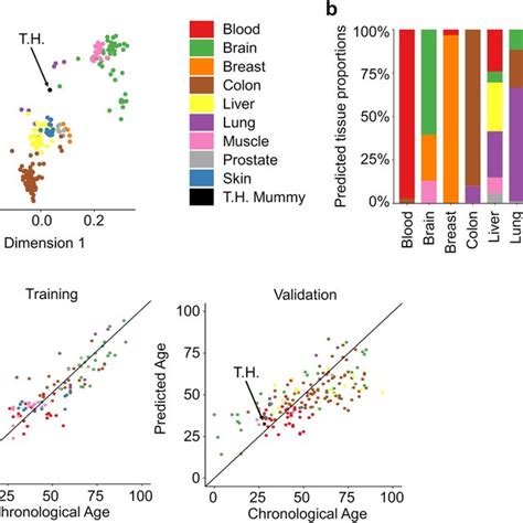 Epigenetic Classification Of The Dna Methylation Profile For The