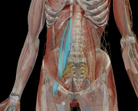 Biol 221 Module 33 Hip And Lower Limb Muscles Flashcards Quizlet