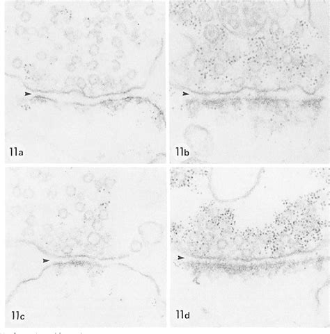 Figure 11 From Synapsin I Protein I A Nerve Terminal Specific