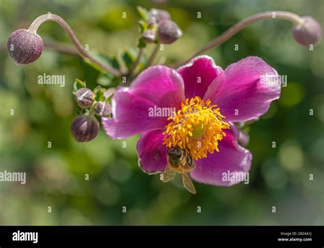 Anemone Flower Purple Anemone Hupehensis Plants In Flower Pink Garden