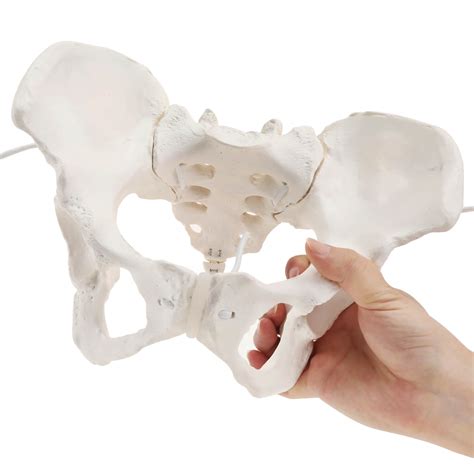 Ronten Life Size Female Pelvis Model Flexible Female Anatomy Model