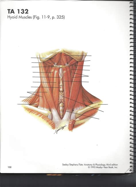 Ta 132 Hyoid Muscles Ch 5 Test 1 Diagram Quizlet