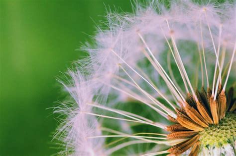 Free Picture Nature Dandelion Seed Macro Summer Flora Flower
