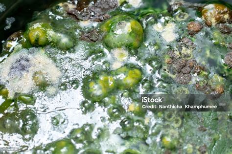 Foto De Fundo De Molde Verde No Fundo Da Água Fungos Bactérias