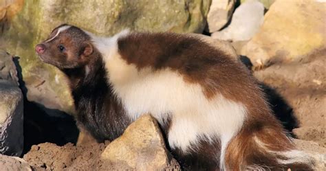 Understanding Pet Skunk Colors A Comprehensive Guide