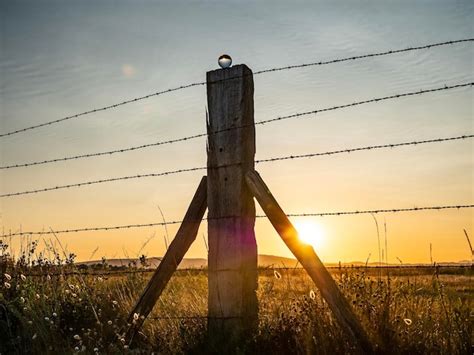 Premium Photo Bird On Wooden Fence At Sunset