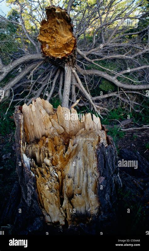 Broken Tree Tree Trunk On The Front Stock Photo Alamy