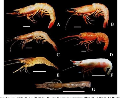 Types Of Shrimp Species