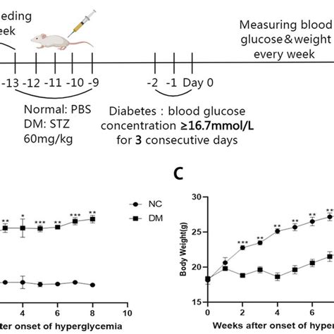 Flow Diagram Of Experiments And Conventional Indicators Of Mice
