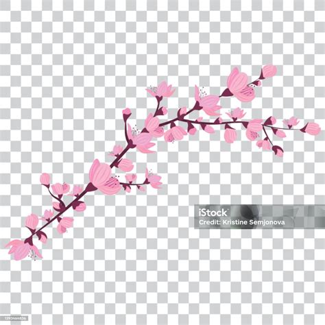 Sakura Cabang Bunga Sakura Ilustrasi Vektor Ilustrasi Stok Unduh