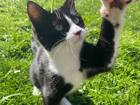 Help Ziggy Stardust Get Back Onto Her Feet Givealittle