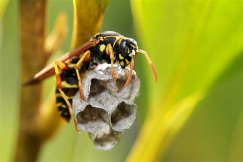 Executioner Wasp Life Cycle Terminix
