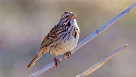 7 Small Brown Backyard Birds Birdinglab