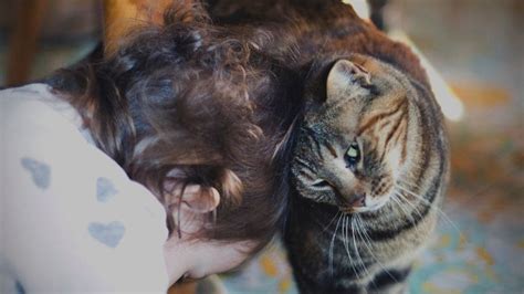10 extraños comportamientos de los gatos y su significado Ciudad