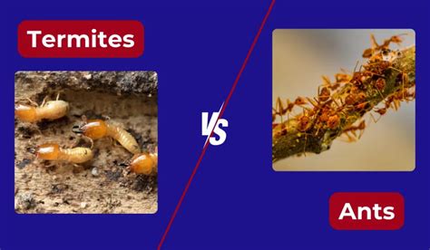 Termites Vs Ants In California Easy Id And Protection