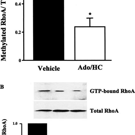 Schematic Representation Of Rhoa Gtpase Modulation Of The Paracellular