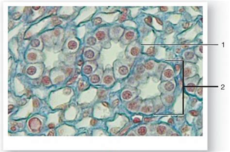Labeling Of Epithelial Tissues Flashcards Quizlet