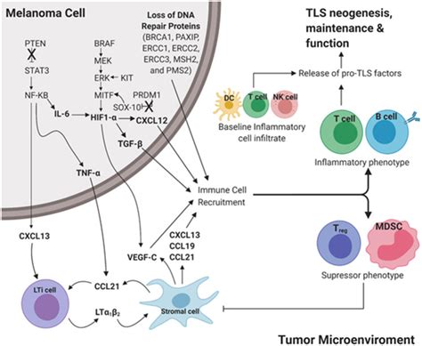 Cutaneous Melanoma Mutational Status And Potential Links To Tertiary