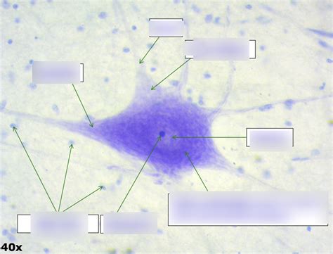 Motor Neuron Diagram Quizlet
