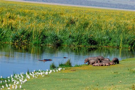 Day Group Joining Safari In Tanzania Joagro Safaris Tanzania