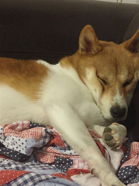 Sleepy Squish Scrolller