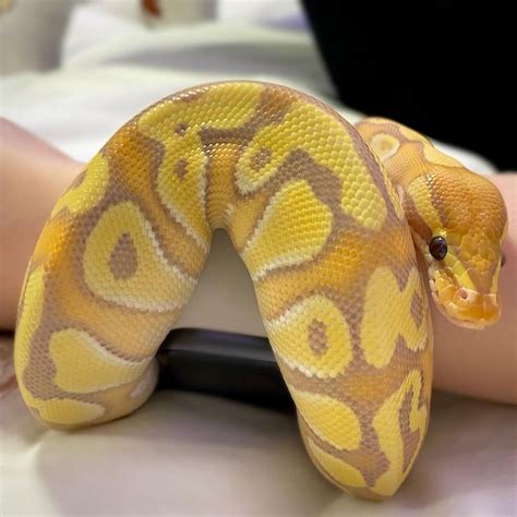 Banana Ball Python Morph Enchi Mojave Pastel
