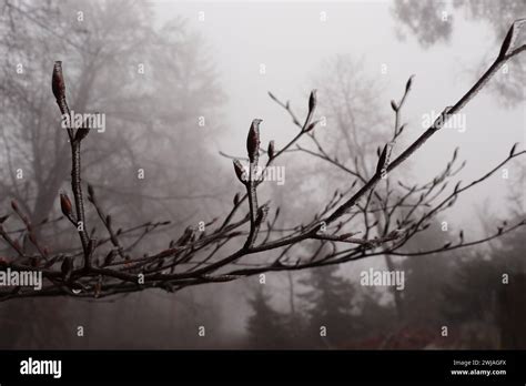 Nebelfoto Hi Res Stock Photography And Images Alamy