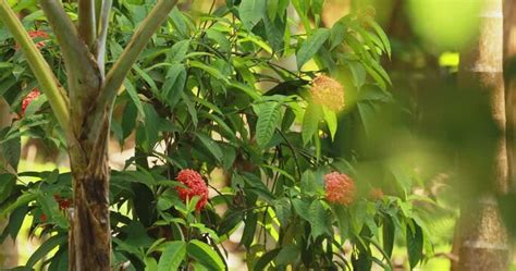 Ponna 이미지 찾아보기 225 스톡 사진 벡터 및 비디오 Adobe Stock