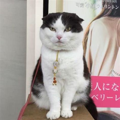 今日は電信電話記念日 炭酸水