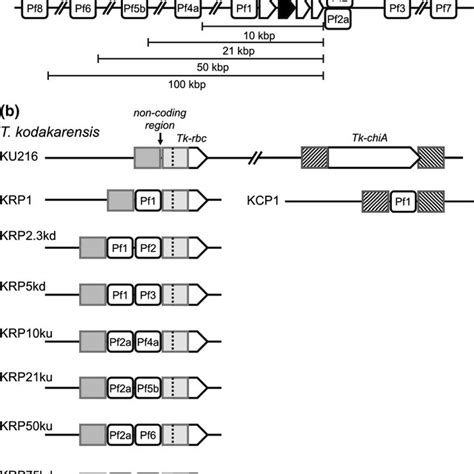 Schematic Diagrams Of Genotypes Of P Furiosus And T Kodakarensis Host