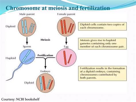 Mitosis Meiosis And Inheritance Pptx Biological Sciences Science