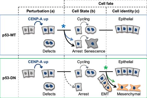 CENP A Overexpression Promotes Distinct Cell Fates Depending On P53 Download Scientific Diagram