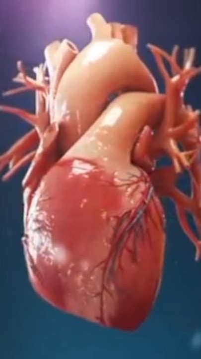3d Heart Working Drammar Amcm Short Heart 3danimation