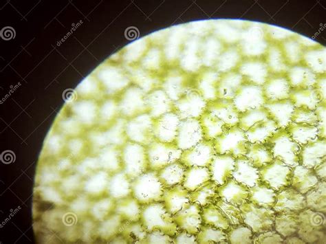 Green Plant Cells Under Microscope Chloroplasts In Plant Cells Stock