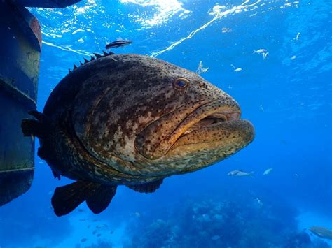 Average Lifespan Of Goliath Grouper American Oceans