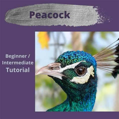 Peacock Tutorial Skh Portraits