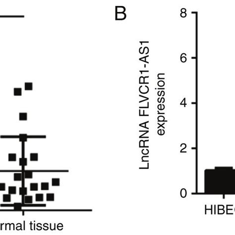 Expression Of Flvcr1 As1 In Cca Tissues Samples Cell Lines A The