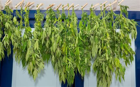 Bud Rot How To Deal With This Cannabis Plant Mold Leafly