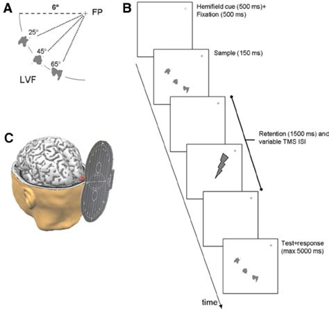 Experimental Design The Memory Task Was A Modified Version Of The Download Scientific Diagram