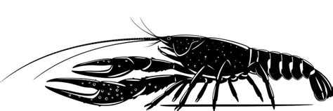 Mudbug Vector Images 12