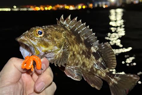 カサゴ釣りの必需品――小型甲殻類のシルエットを模した「根魚大将」の実力をボートで体験 Vagueヴァーグ