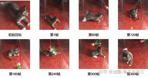 【项目实战课】基于pytorch的siamesefc通用目标跟踪实战 知乎