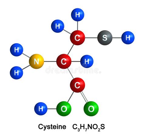 Cysteine Stock Illustrations 325 Cysteine Stock Illustrations