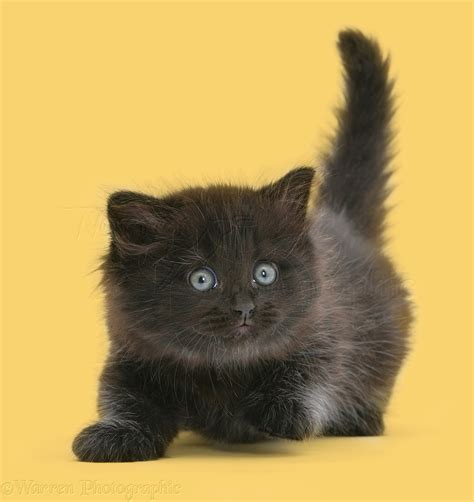 Black Kitten Photography