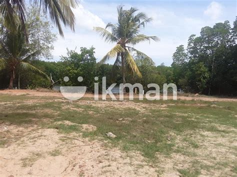 තල්පාවිල මාකාවිට වැව අසල Ikman