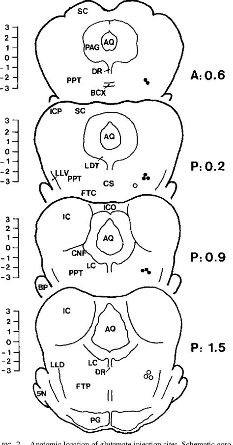 Figure 2 From Excitation Of The Brain Stem Pedunculopontine Tegmentum
