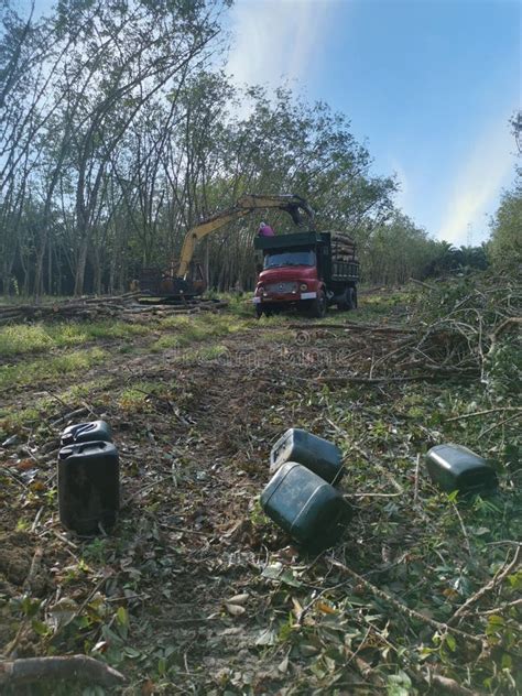 Grabber Excavator Lifting Cut Tree Trunk Pieces Onto The Lorry To Be Transported At Kg Koh
