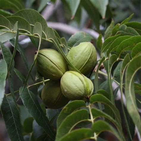 Candy Pecan Tree For Sale 2 3ft Bareroot Organic Grafted